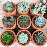 Buy Cactus & Succulents Plants Online in Dubai. Best Price in UAE