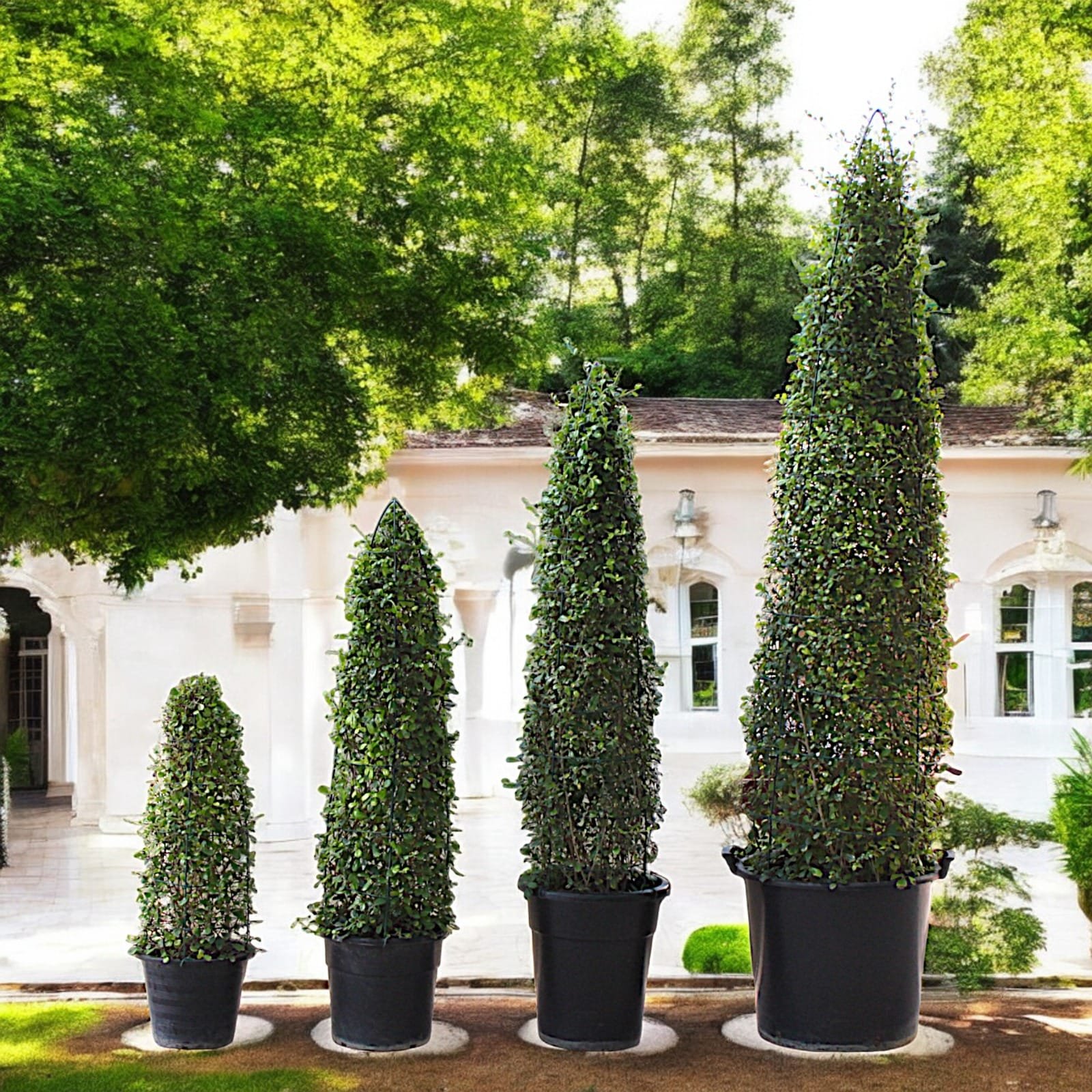 Ehretia Cone Shape - Ehretia Microphylla - Fukien Tea