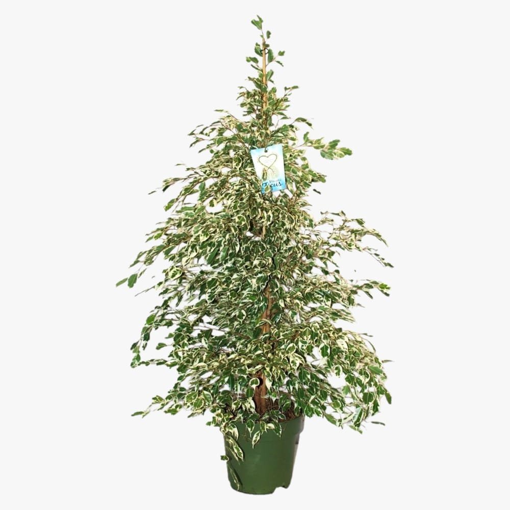 Ficus Benjamina - Starlight - Benjamin Tree